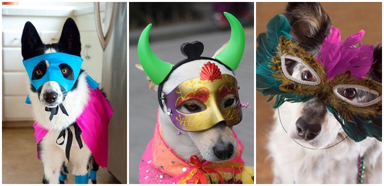 ภาพน่ารักๆ เมื่อน้องหมาขอเกาะกระแส The Mask Singer | Dogilike.com